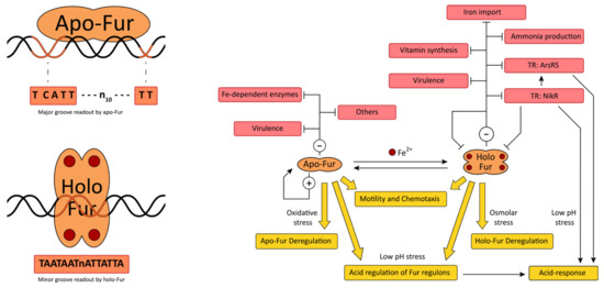 Insights into the Orchestration of Gene Transcription Regulators in ...