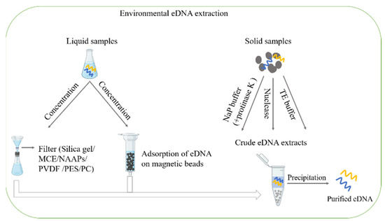 The Origin, Function, Distribution, Quantification, and Research ...