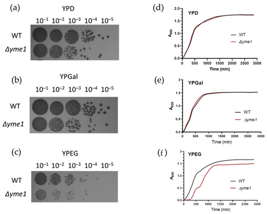 Understanding the Role of Yeast Yme1 in Mitochondrial Function Using ...