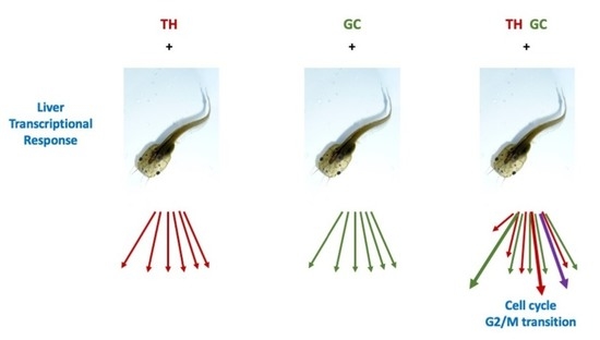 IJMS | Free Full-Text | Crosstalk between Thyroid Hormone and ...
