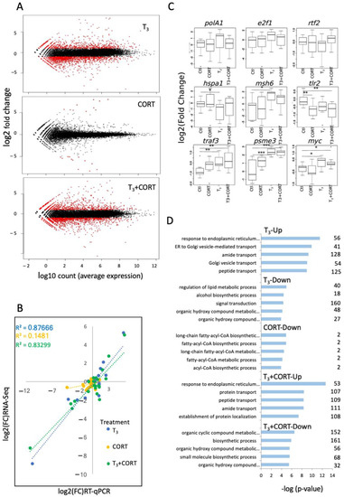 IJMS | Free Full-Text | Crosstalk between Thyroid Hormone and ...