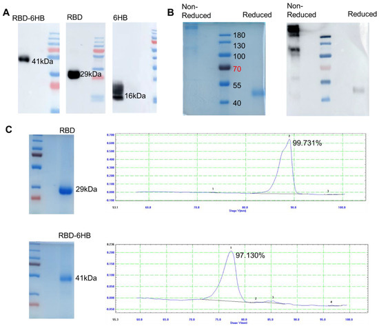A Vaccine of SARS-CoV-2 S Protein RBD Induces Protective Immunity