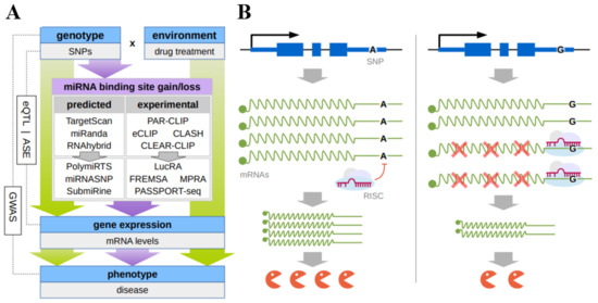 SNPs in 3′UTR miRNA Target Sequences Associated with Individual Drug Susceptibility