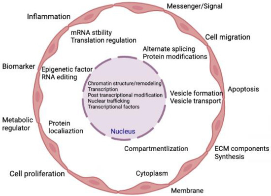 Non-Coding RNAs in Regulating Plaque Progression and Remodeling of Extracellular Matrix in ...