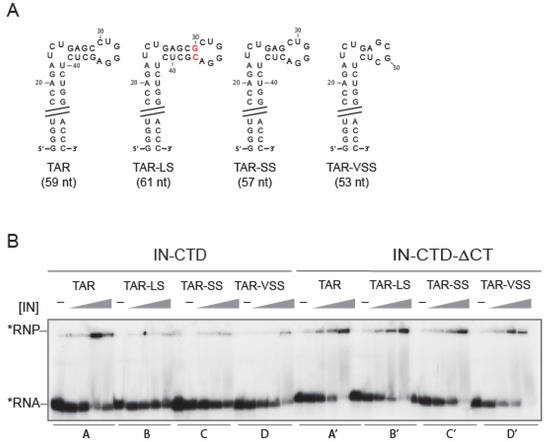 IJMS | Free Full-Text | The HIV-1 Integrase C-Terminal Domain Induces ...