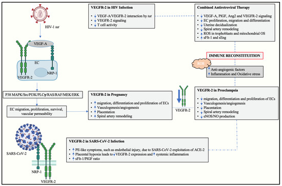 Vascular Endothelial Growth Factor Receptor 2: Molecular Mechanism and ...
