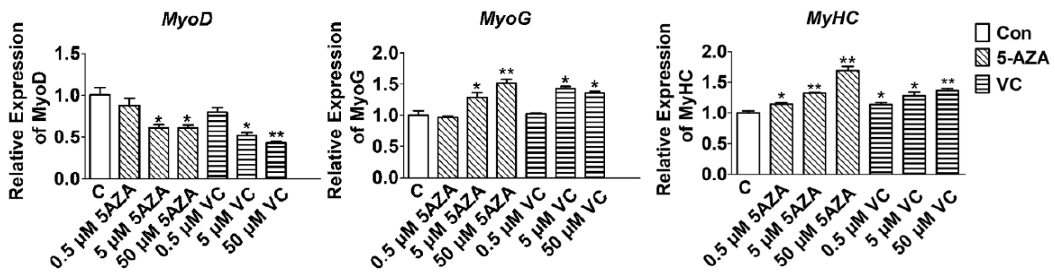 Ijms Free Full Text Knockdown Of Tet2 Inhibits The Myogenic