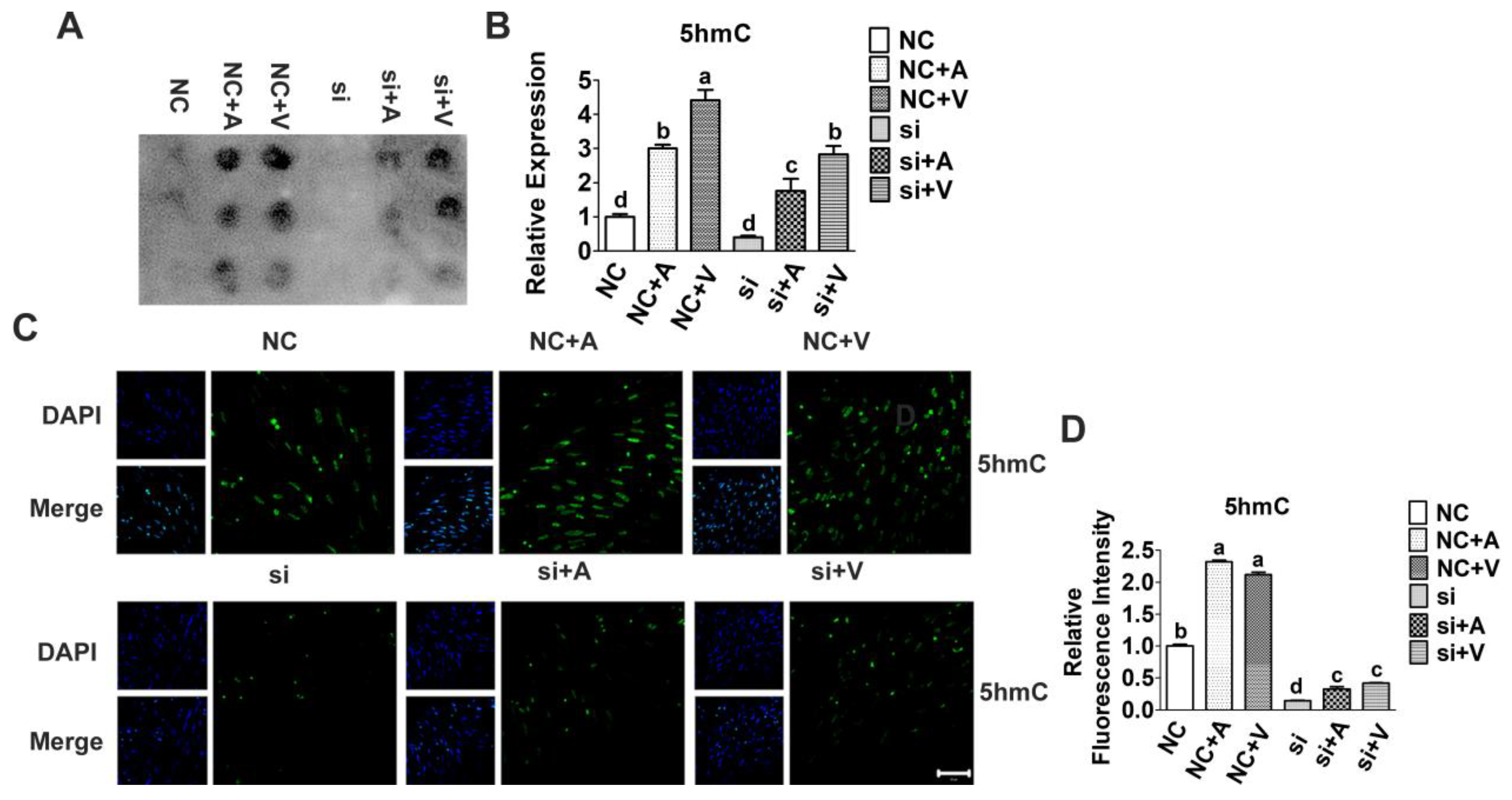 Ijms Free Full Text Knockdown Of Tet2 Inhibits The Myogenic