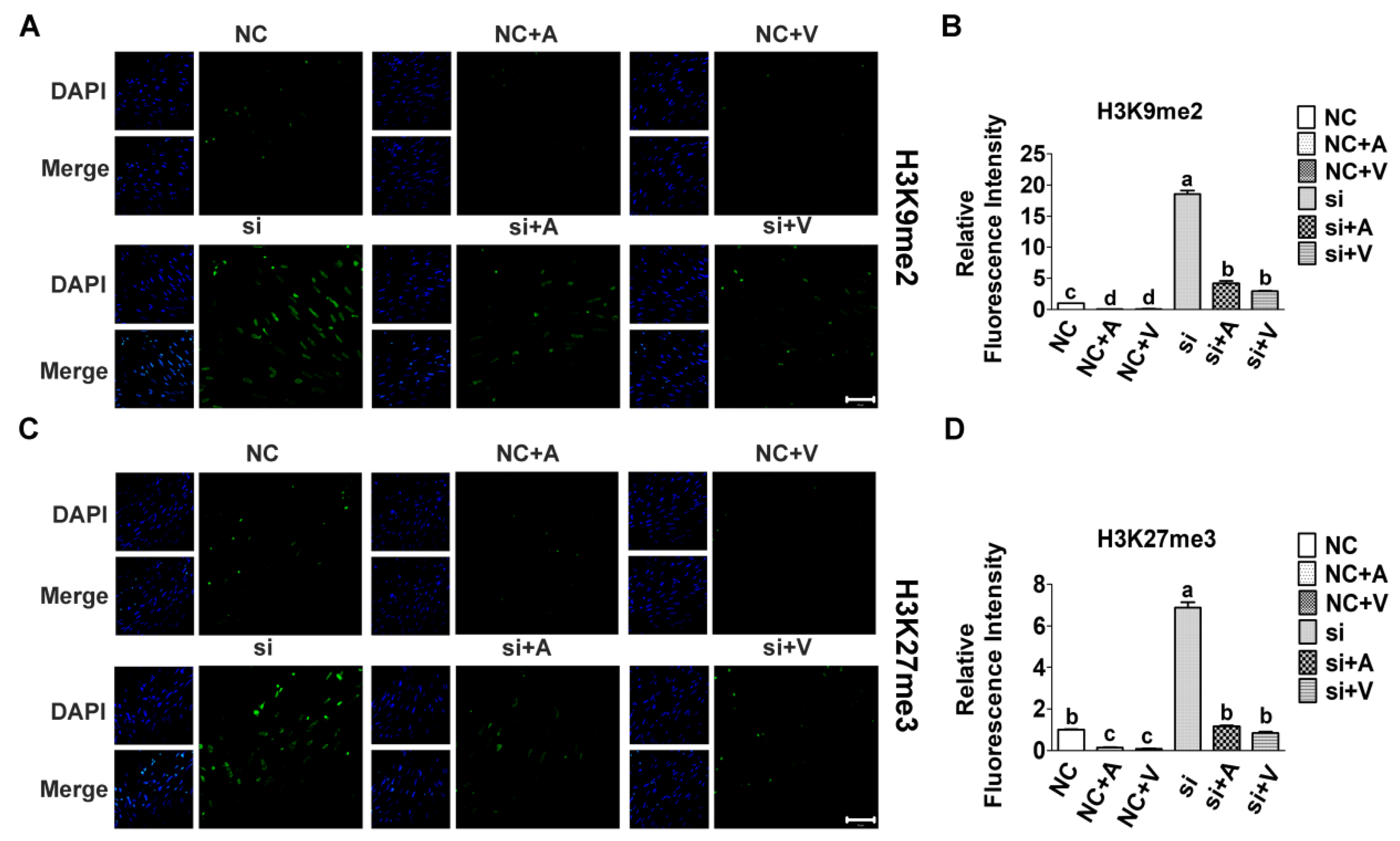 Ijms Free Full Text Knockdown Of Tet2 Inhibits The Myogenic