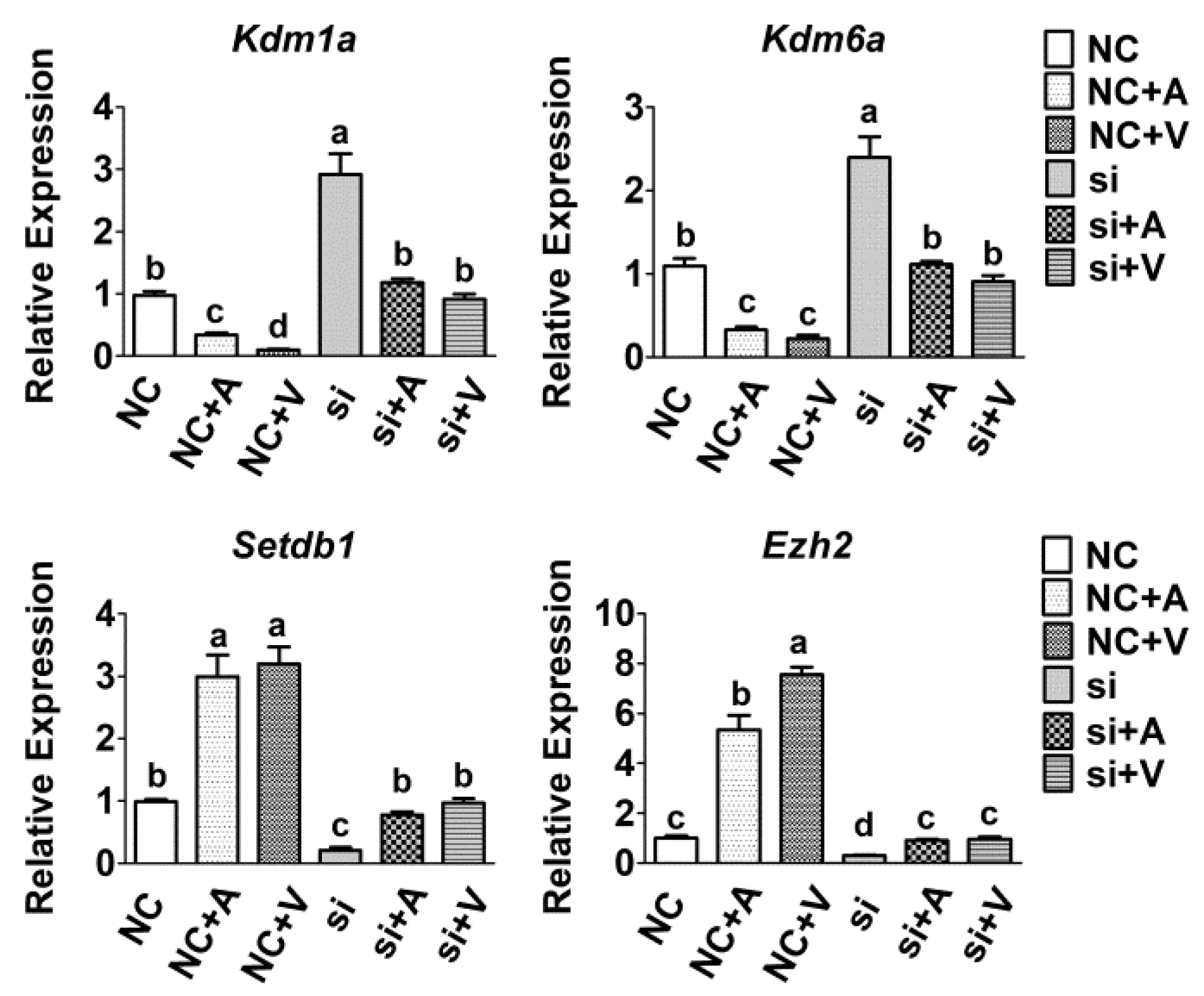 Ijms Free Full Text Knockdown Of Tet2 Inhibits The Myogenic