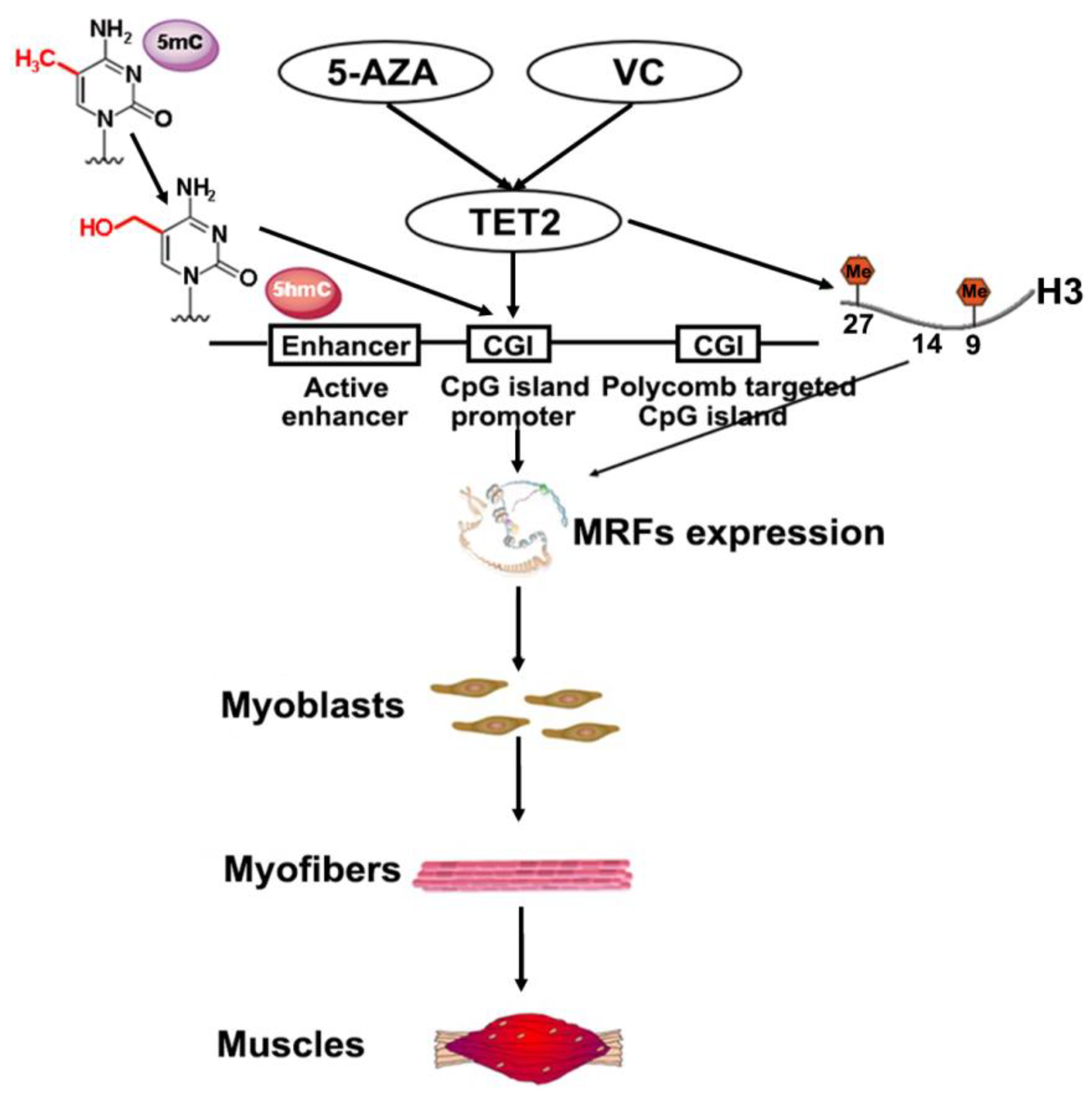 Ijms Free Full Text Knockdown Of Tet2 Inhibits The Myogenic