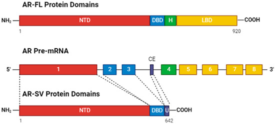 Constitutively Active Androgen Receptor in Hepatocellular Carcinoma