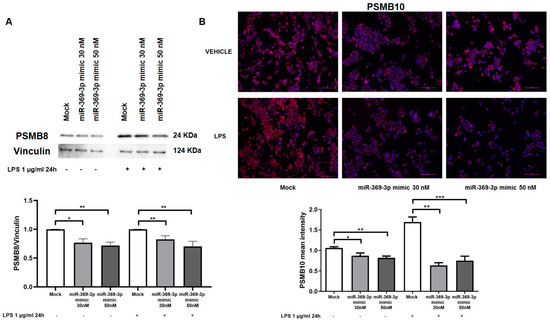 A Novel Mechanism of Immunoproteasome Regulation via miR-369-3p in ...