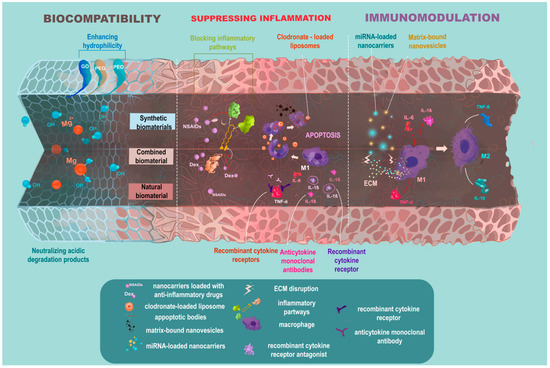 Targeting Inflammation and Regeneration: Scaffolds, Extracellular ...