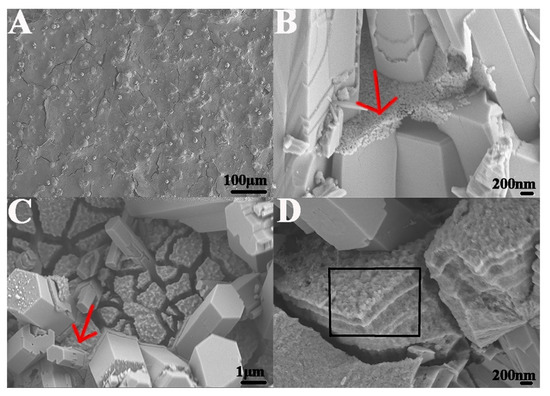 Fabrication of Multilayered Biofunctional Material with an Enamel-like Structure