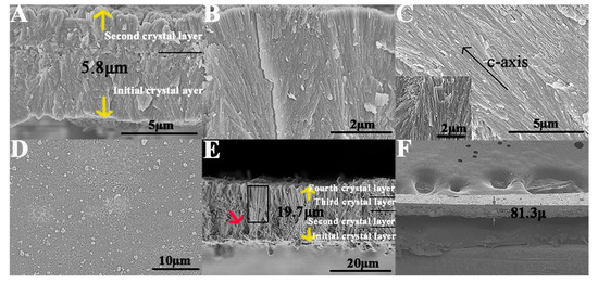 Fabrication of Multilayered Biofunctional Material with an Enamel-like Structure