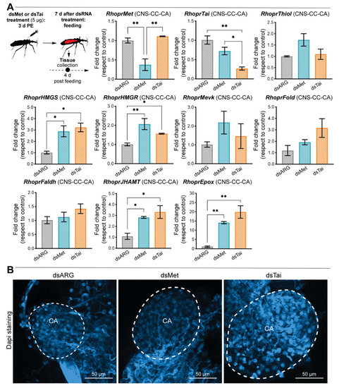 Impact of JH Signaling on Reproductive Physiology of the Classical ...
