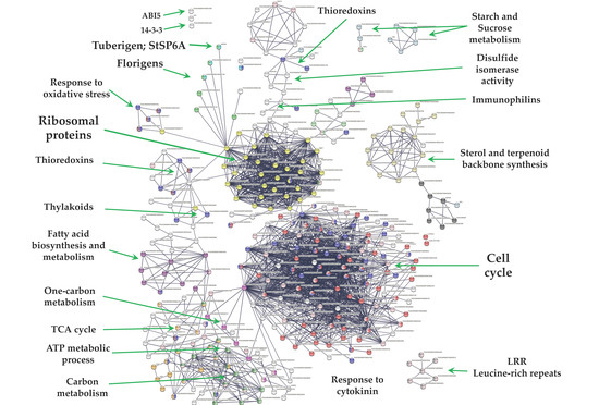 IJMS | Free Full-Text | Solanum tuberosum Microtuber Development under ...
