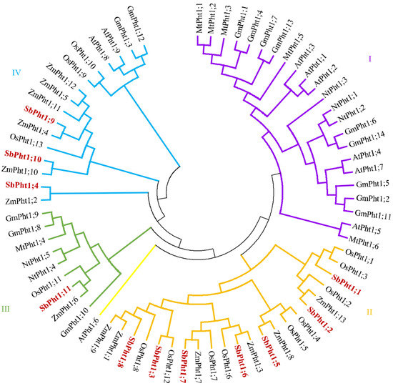 Systematic Identification and Expression Analysis of the Sorghum Pht1 ...