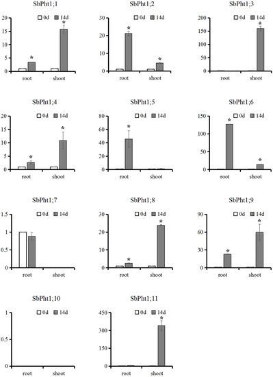 Systematic Identification and Expression Analysis of the Sorghum Pht1 ...