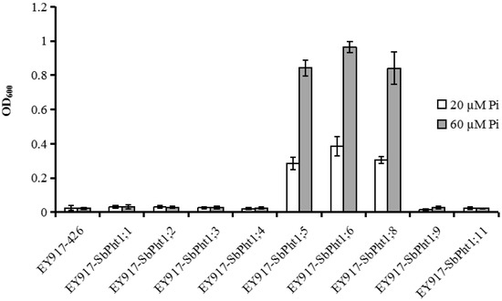 Systematic Identification and Expression Analysis of the Sorghum Pht1 ...
