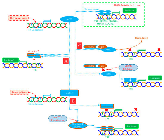 Improving Reporter Gene Assay Methodology for Evaluating the Ability of ...