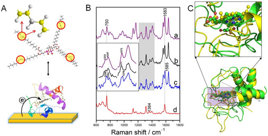 Label-Free Surface-Enhanced Raman Spectroscopic Analysis of Proteins ...