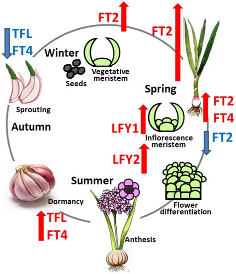 Integrated Genomic and Transcriptomic Elucidation of Flowering in Garlic