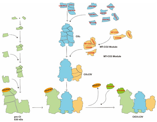 Mitochondrial Respiratory Chain Supercomplexes: From Structure to Function