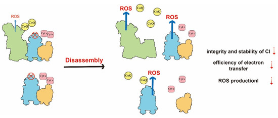 Mitochondrial Respiratory Chain Supercomplexes: From Structure to Function