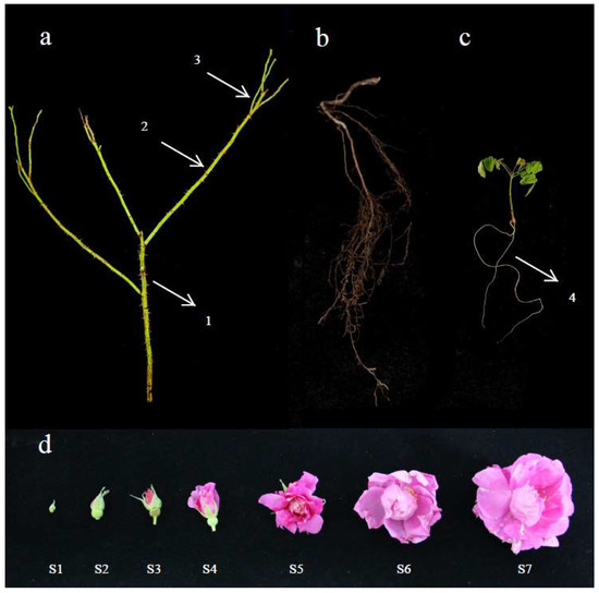 Systematic Identification and Analysis of OSC Gene Family of Rosa ...