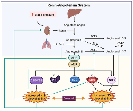 Frontiers Regulation Of The Renin-angiotensin-aldosterone, 46% OFF
