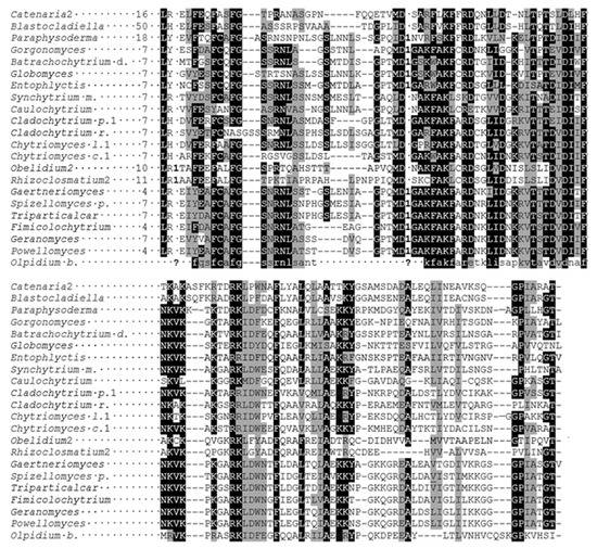 On the TPPP Protein of the Enigmatic Fungus, Olpidium—Correlation ...
