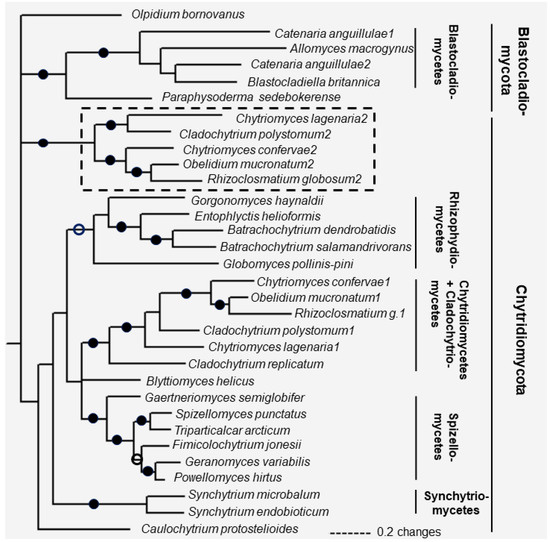 On the TPPP Protein of the Enigmatic Fungus, Olpidium—Correlation ...