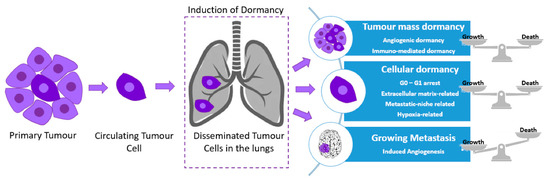 Regulation of Metastatic Tumor Dormancy and Emerging Opportunities for ...