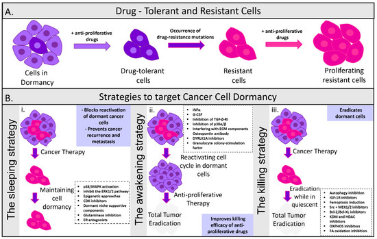 Regulation of Metastatic Tumor Dormancy and Emerging Opportunities for Therapeutic Intervention