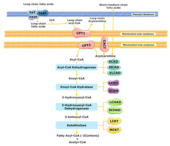 Mitochondrial Fatty Acid β-Oxidation Disorders: From Disease to ...
