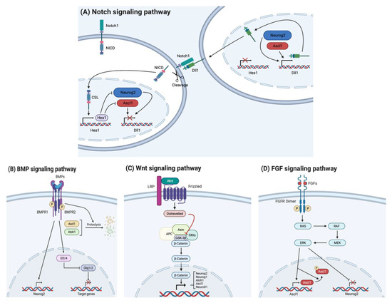 The bHLH Transcription Factors in Neural Development and Therapeutic ...