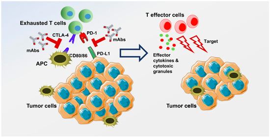 Advances in Targeted Immunotherapy for Hepatobiliary Cancers