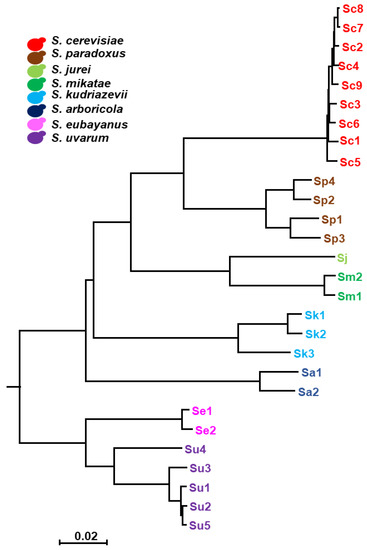 Adaptation of Saccharomyces Species to High-Iron Conditions