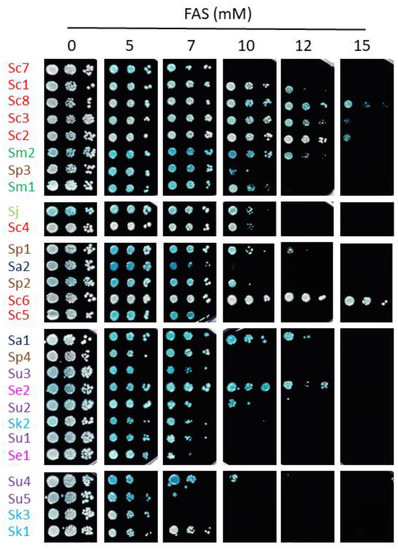 Adaptation of Saccharomyces Species to High-Iron Conditions