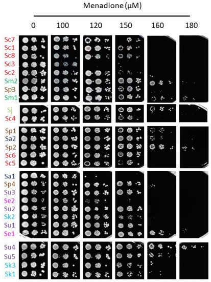 Adaptation of Saccharomyces Species to High-Iron Conditions