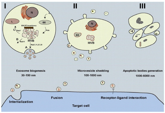 Harnessing Normal and Engineered Mesenchymal Stem Cells Derived ...