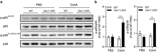 Hepatocyte DAX1 Deletion Exacerbates Inflammatory Liver Injury by ...