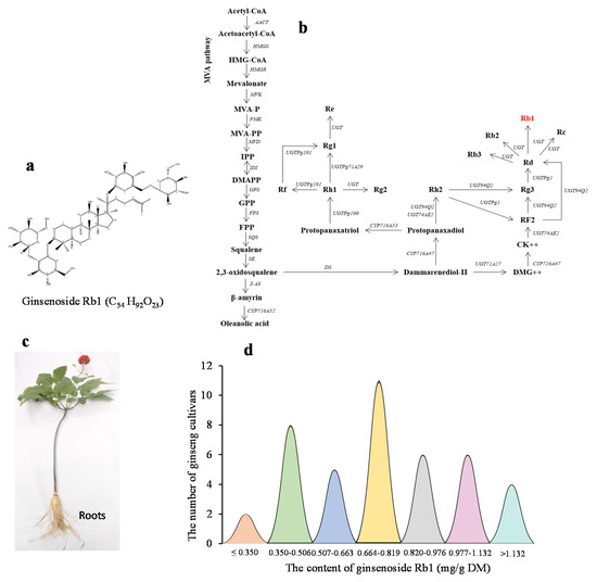 IJMS | Free Full-Text | Transcriptome and Phenotype Integrated Analysis Identifies Genes ...