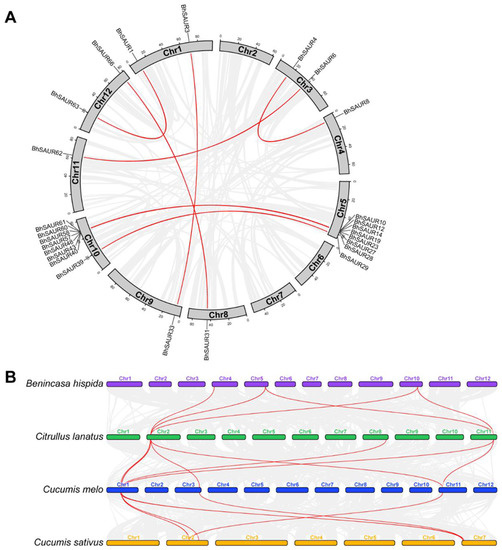 Genome-Wide Identification of the SAUR Gene Family in Wax Gourd ...