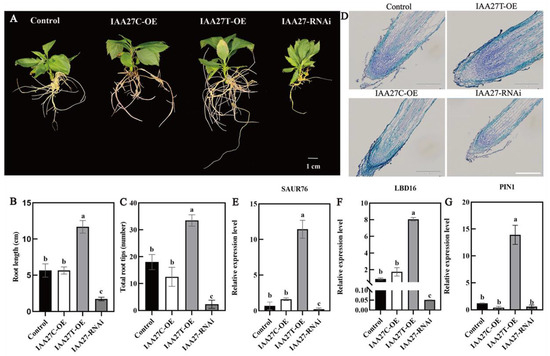 Transcription Factor IAA27 Positively Regulates P Uptake through ...