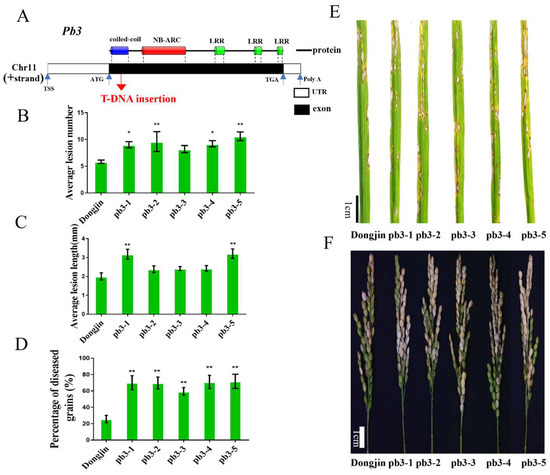 Genome-Wide Association Study Identifies a Rice Panicle Blast ...