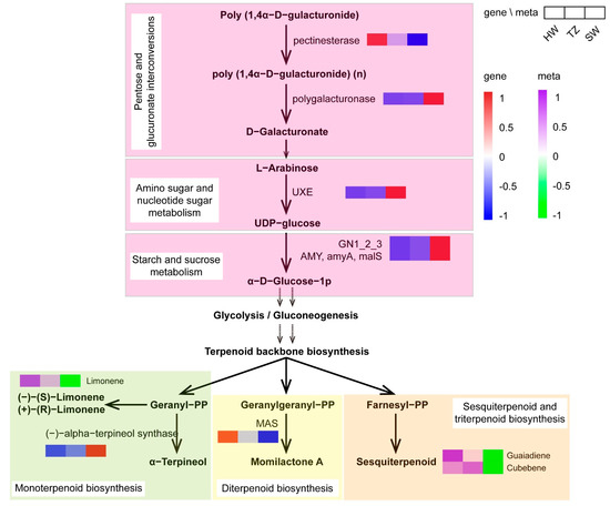 Integrated Transcriptomic, Metabolomic, and Physiological Analyses ...