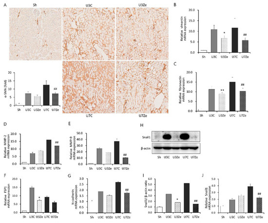 The Protective Effect of Zebularine, an Inhibitor of DNA ...